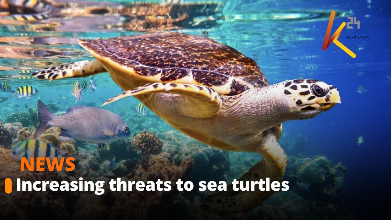 Environmental conservationists raise alarm over the increasing threats to sea turtles - YouTube