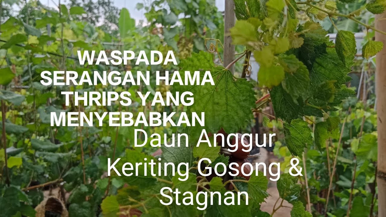 HAMA THRIPS‼️Begini Cara mudah Mengatasinya. - YouTube