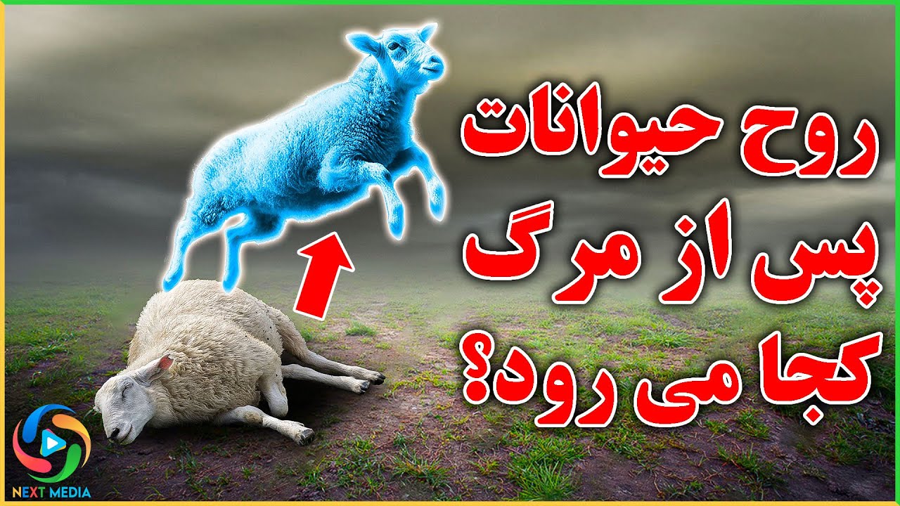 آیا می دانید روح حیوانات پس از ذبح کجا می رود؟ و در روز قیامت چه خواهد