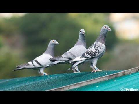 TİK TOK POSTA VE FİLO GÜVERCİNLERİ #5