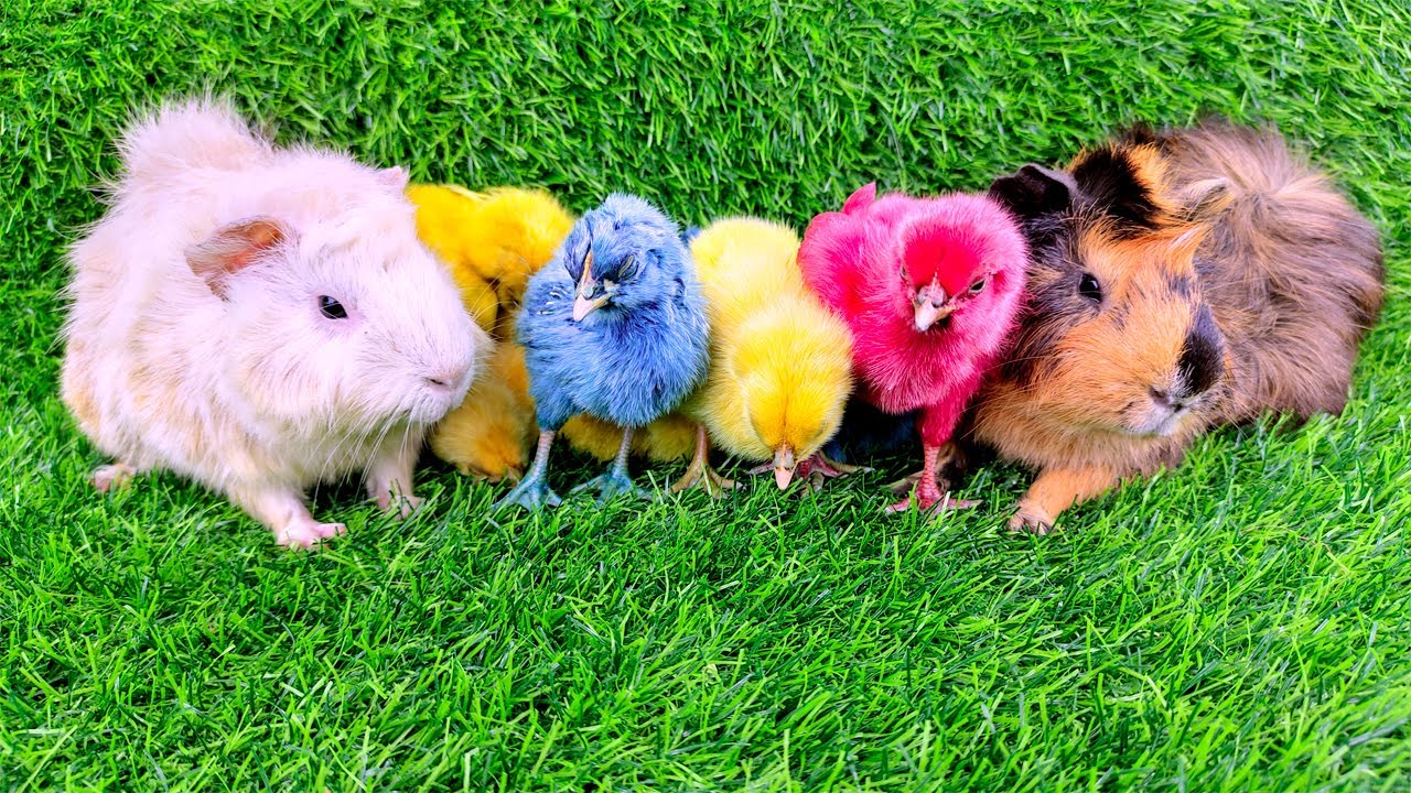 Menangkap Ayam Warna Warni Lucu, Ayam Rainbow, Bebek, Sapi, Kura Kura ...