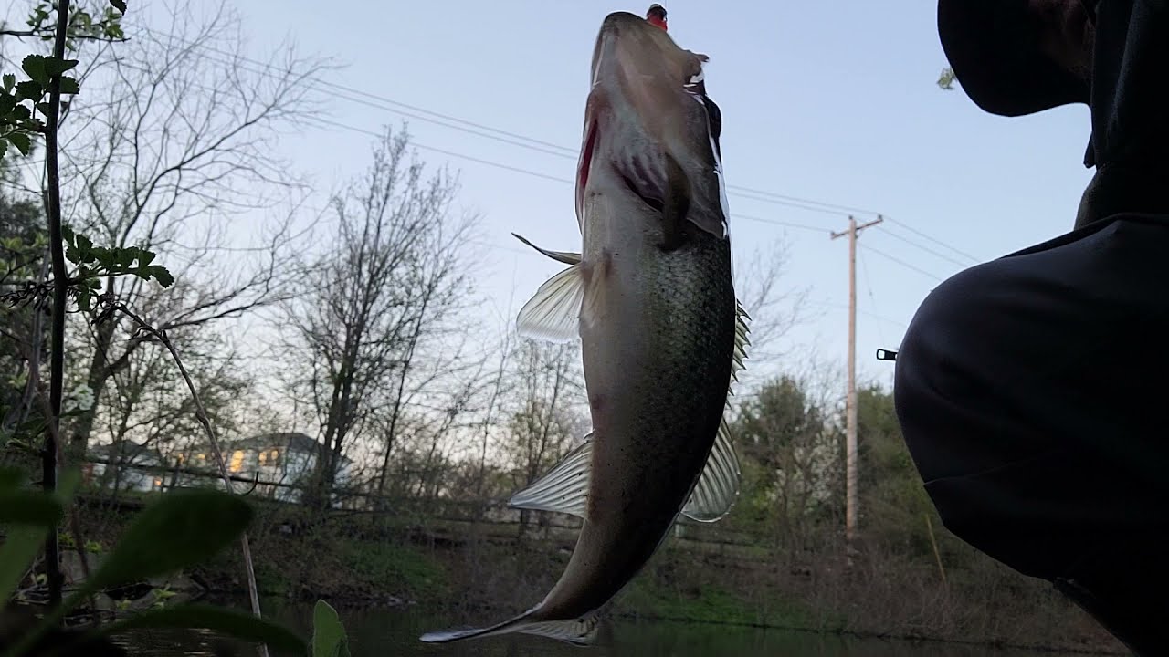 Catch Bass on Goldfish Swimbait, My Flappin Fishhammer Lure - YouTube