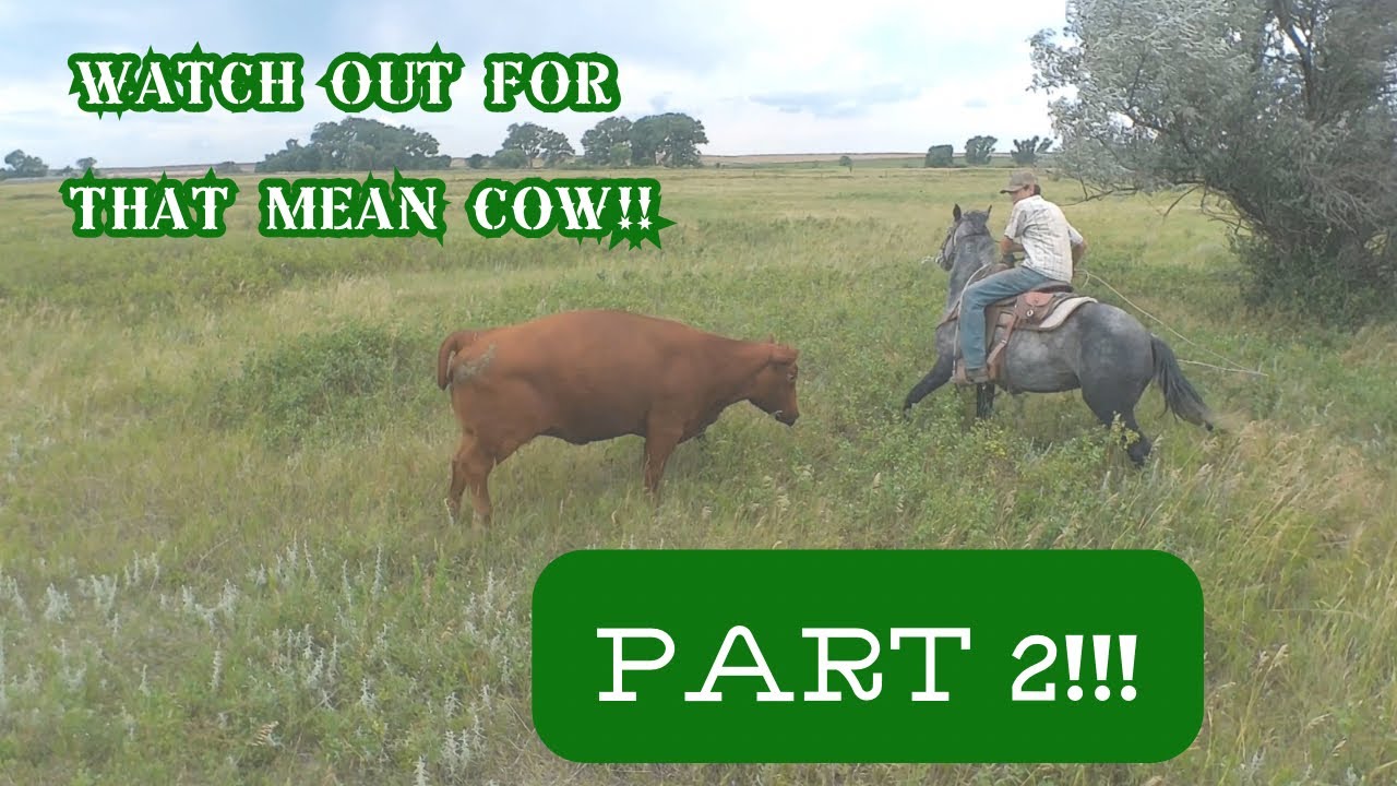Doctoring a mean cow // PART 2! - YouTube