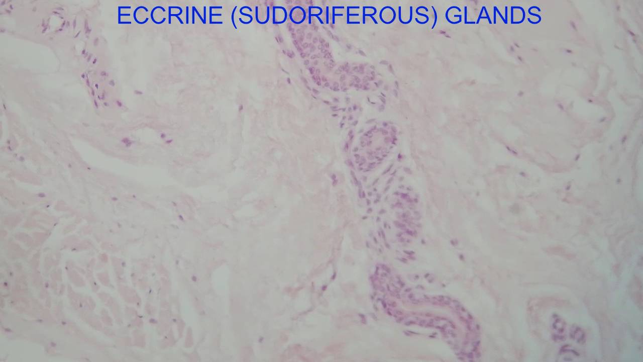 ECCRINE (SUDORIFEROUS) GLANDS - YouTube