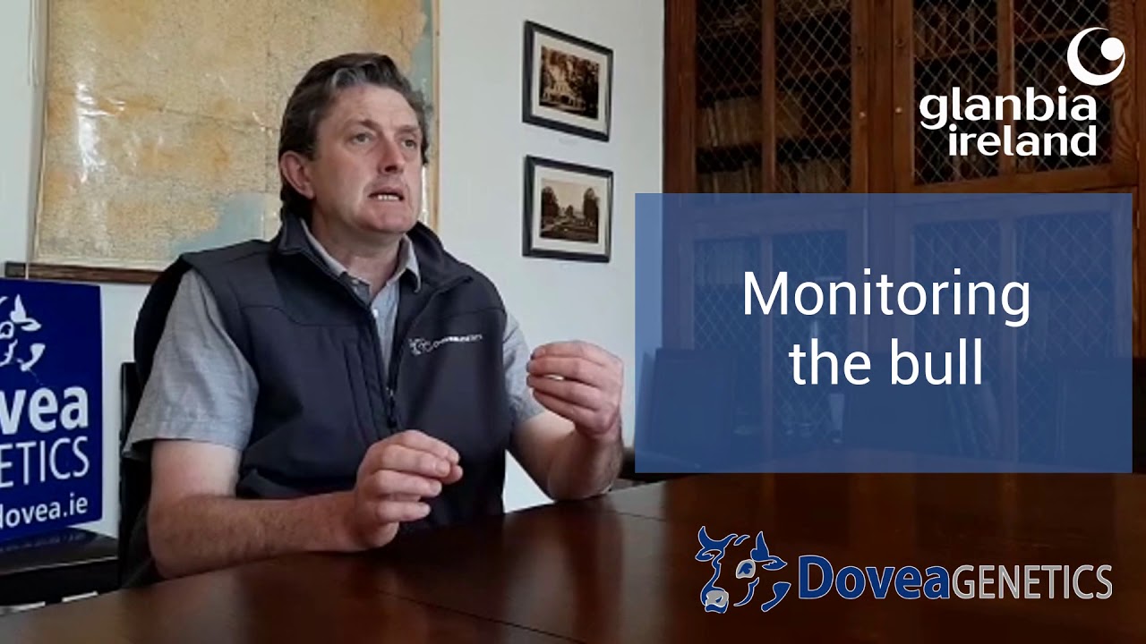 Preparing the stock bull with Dovea Genetics - YouTube