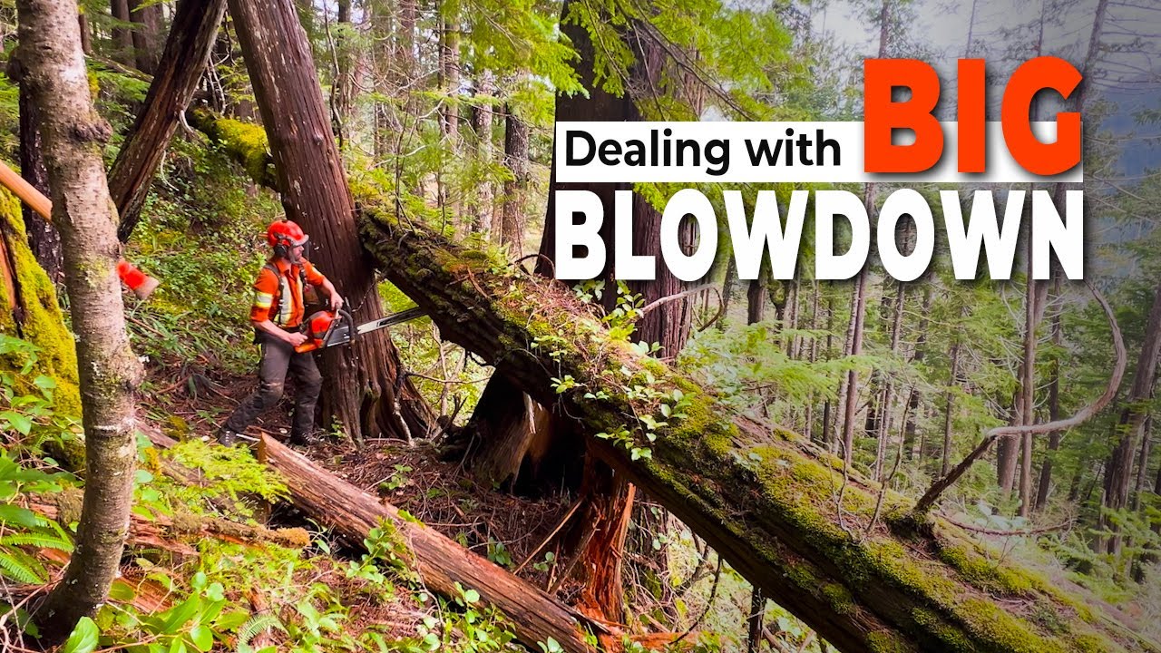 87. Small Wood on a Heli-Logging Job | PowerWedge in action - YouTube