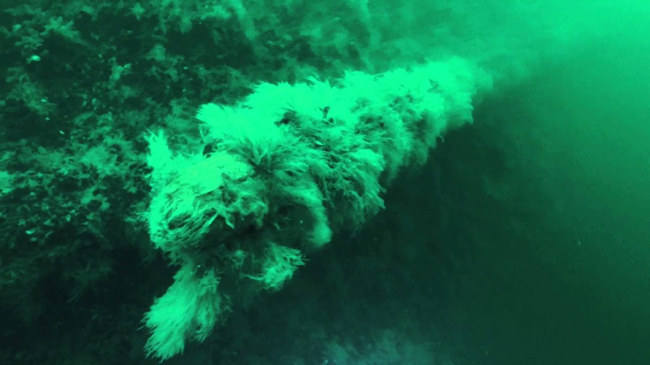 Biały Delfin Um... - YouTube