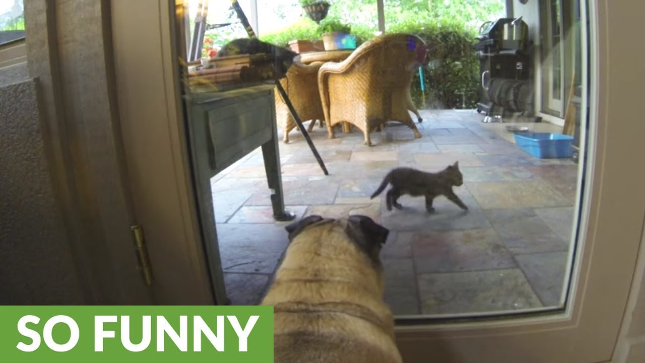 Kittens taught frustrated pug through glass door - YouTube
