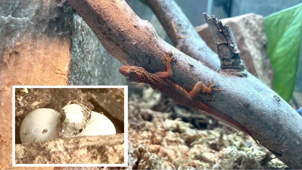 San Antonio Zoo receives national award for successfully breeding ...