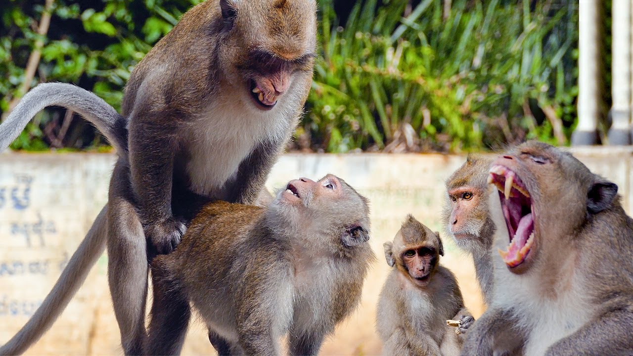 God! Look at the monkey | Monkeys Meeting Beautiful Footage Ep 32 - YouTube