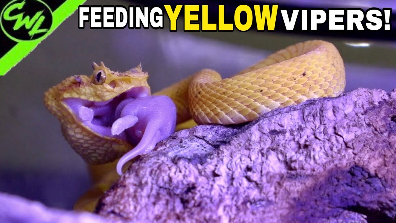 FEEDING YELLOW VIPERS!!! - YouTube