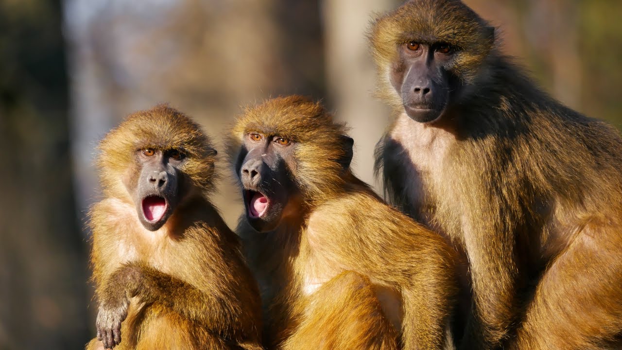 Funny Monkey | Funny Monkey Videos | Funny Animals | Monkey Video ...