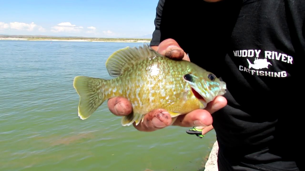Me and Isa Fishing at Elephant Butte Lake - YouTube