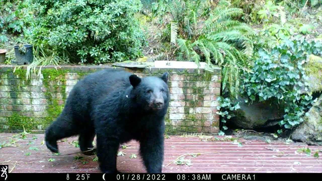 January bear 2022 - YouTube