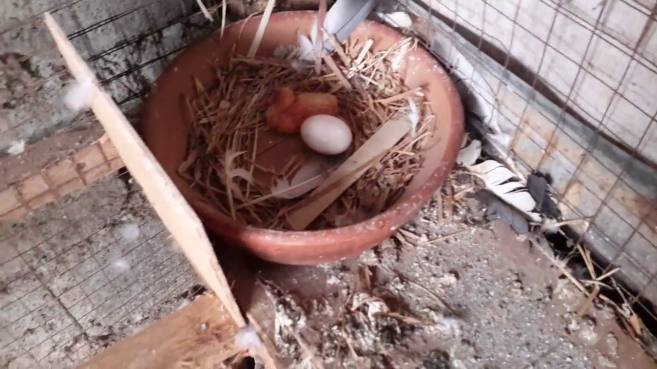 Kalapati | Breeding Racing Pigeon Day1 - YouTube