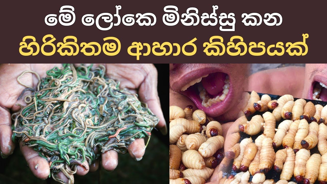මේ ලෝකෙ මිනිස්සු කන හිරිකිතම ආහාර කිහිපයක්. most disgusting foods ...