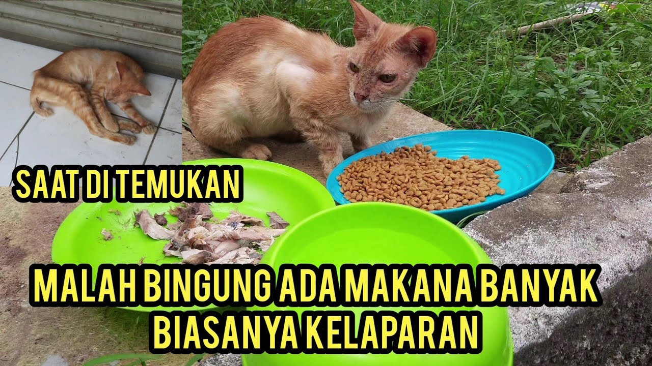 Kucing Kurus Kering Menangis Sedih Di Emperan Toko Part 2 Bikin Haru ...