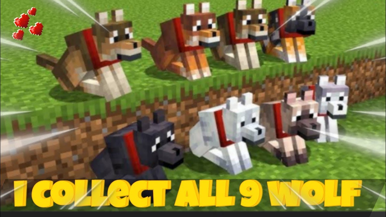 I COLLECT ALL 9 WOLF IN MINECRAFT (GONE WRONG 😰) - YouTube