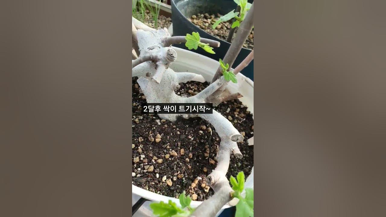 무화과나무 삽목 성공 Youtube
