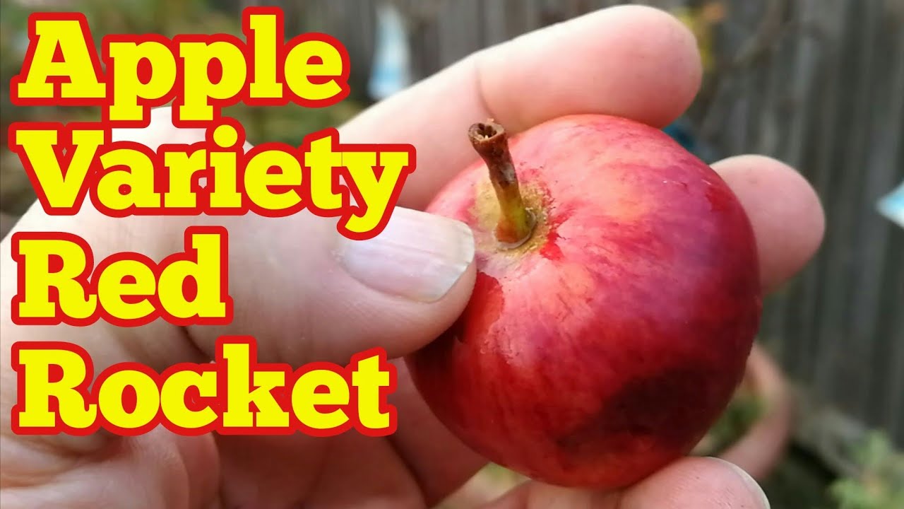 Apple variety Red Rocket | Description And Taste - YouTube