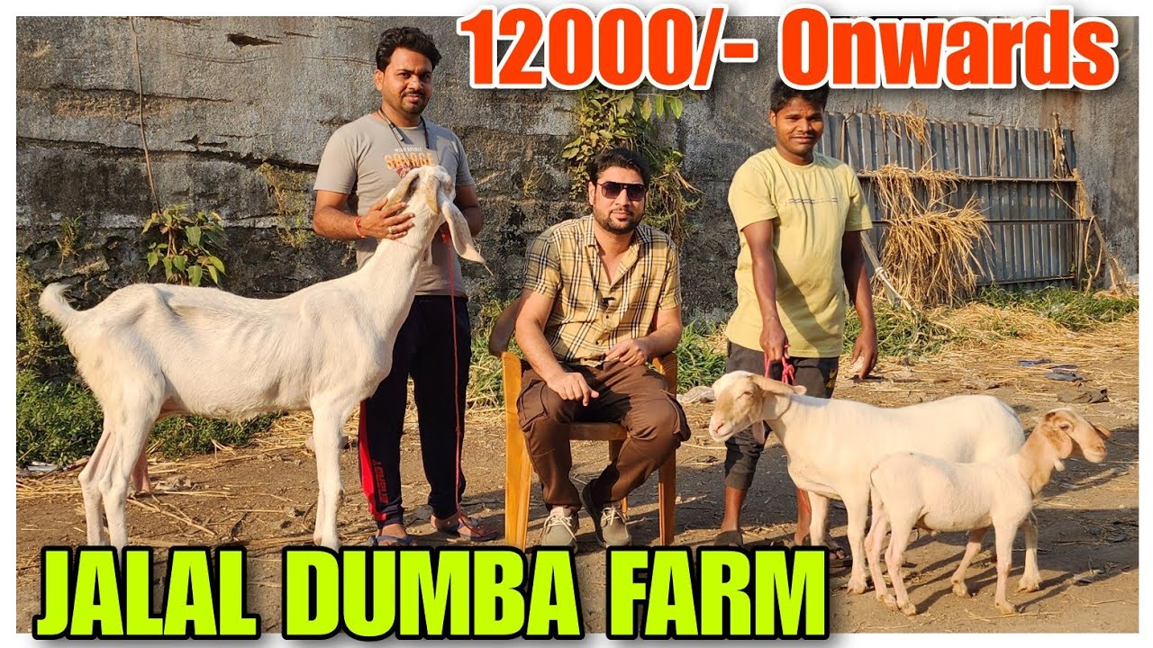 12000/- Onwards Jalal Dumba Farm In Kalyan | Biggest Dumba Sheep ...