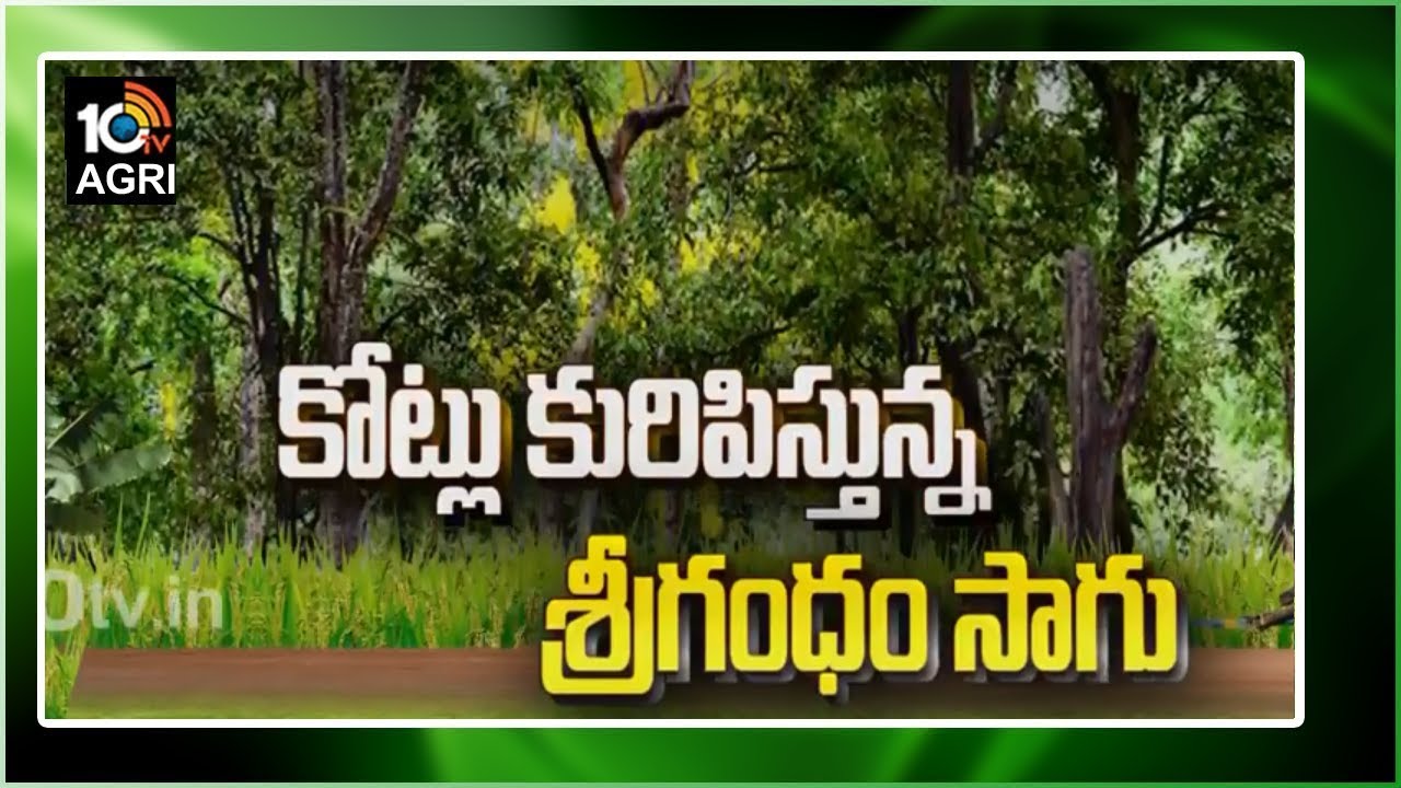 కోట్లు కురిపిస్తున్న శ్రీగంధం సాగు| Huge Profits With Sri Gandham ...