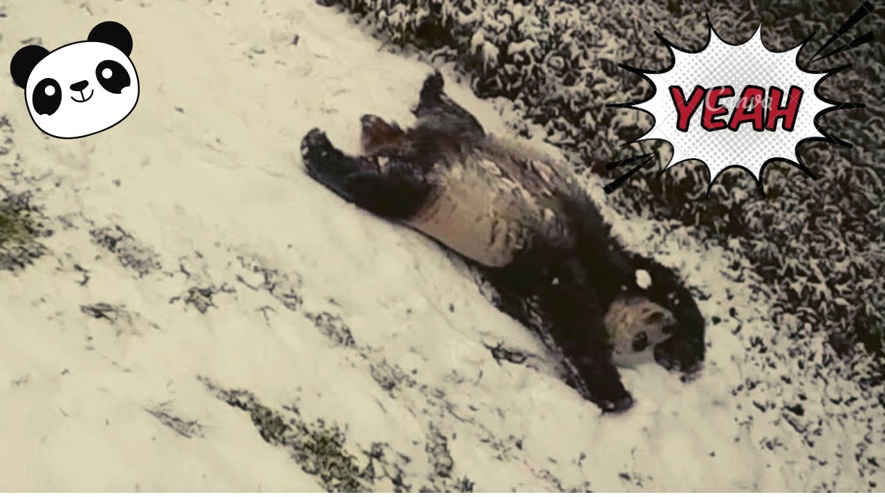 panda sliding and rolling in snow like a child - YouTube