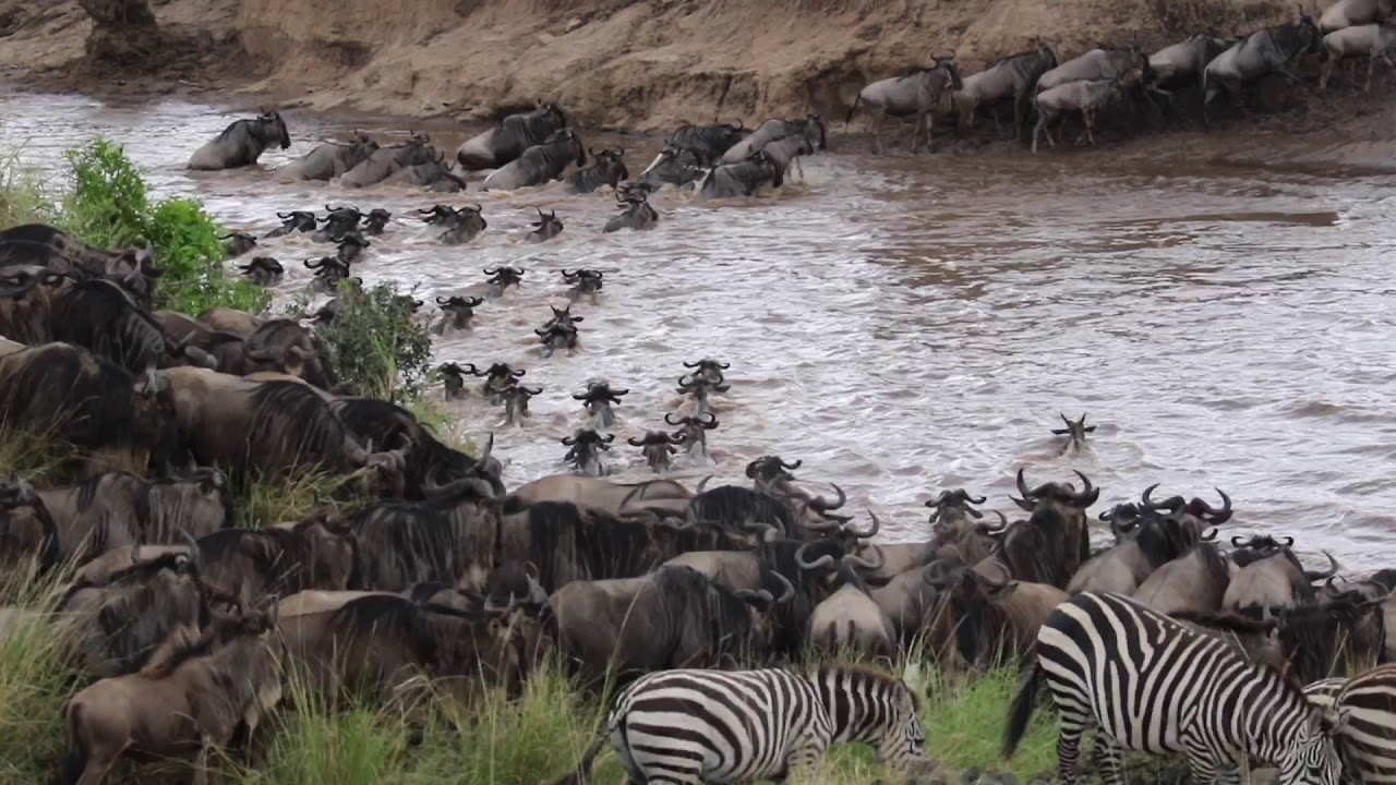 The Great Migration - River Crossing - YouTube