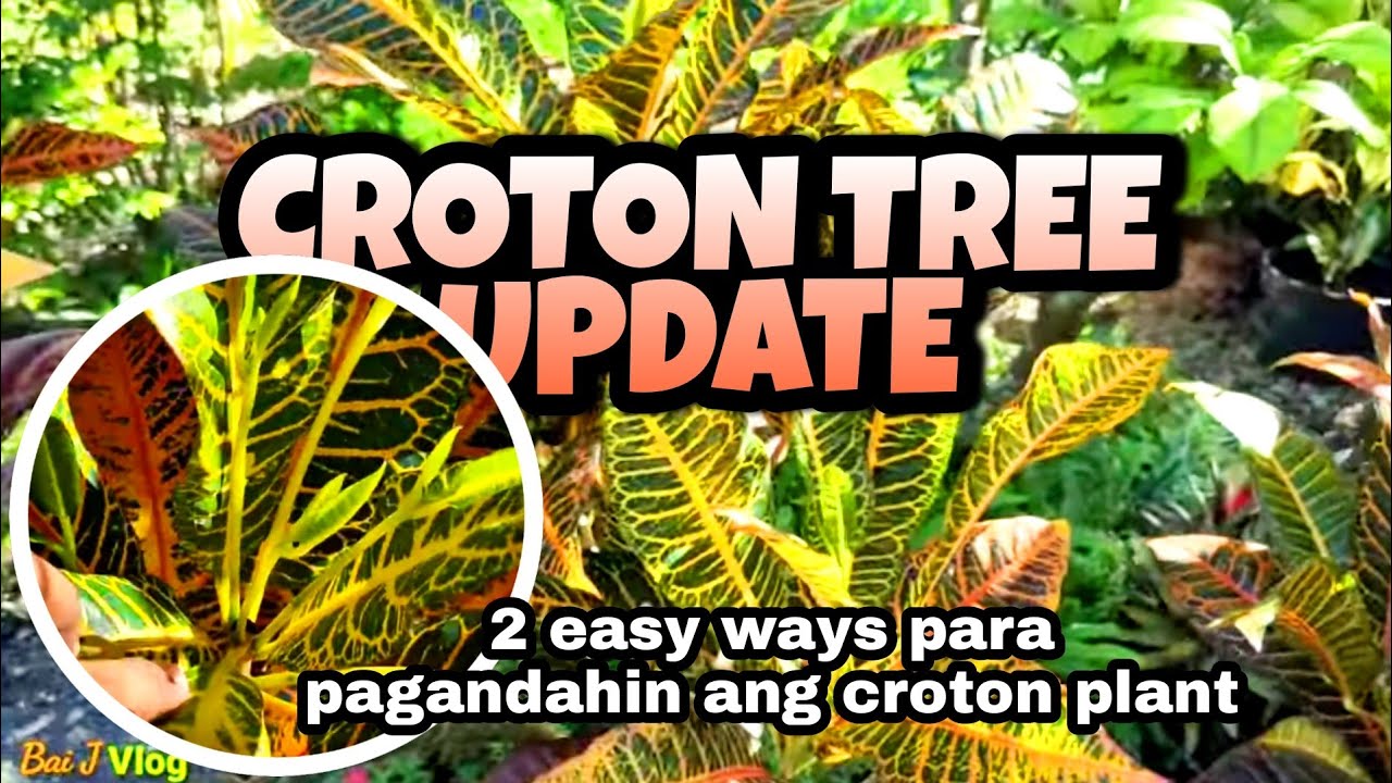 2 easy ways para pagandahin ang croton/san francisco plants|| Update sa ...
