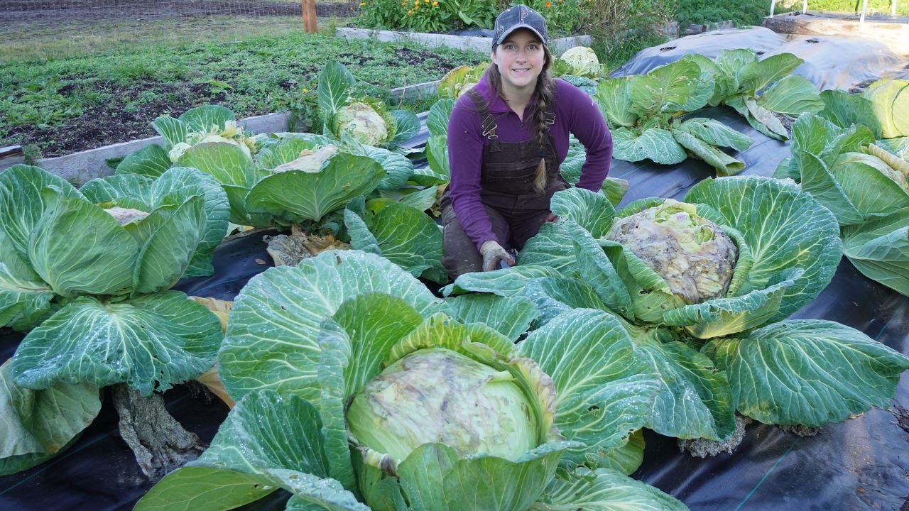Planting Garlic & Harvesting Massive Cabbages | Fall Gardening in ...