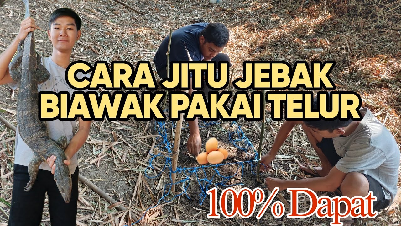 CARA MENJEBAK BIAWAK DENGAN UMPAN TELUR - YouTube