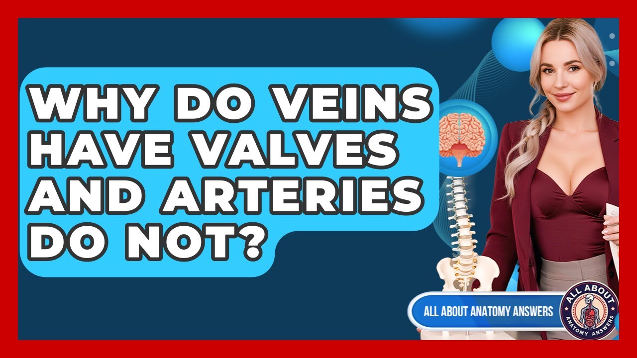 Why Do Veins Have Valves And Arteries Do Not? - All About Anatomy ...