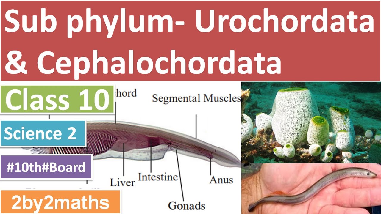 Phylum Urochordata Doliolum