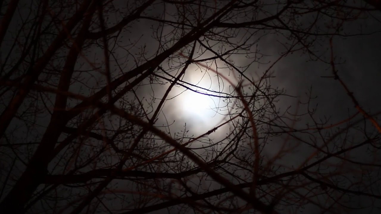 Wind in Trees on a Moonlit Night - Relaxing Nature Sounds - YouTube