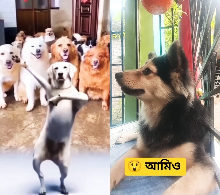 ☺️আমিও নাচবো 😂dog funny dance 😍#dog video #viralvideo #trendingshorts # ...