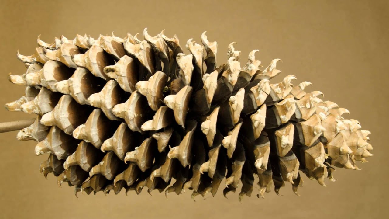 Piney The Elder. An enormous Coulter pine cone opening - YouTube