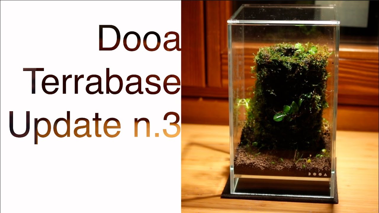 DOOA Terrabase Update Part 3 - Wabikusa - YouTube