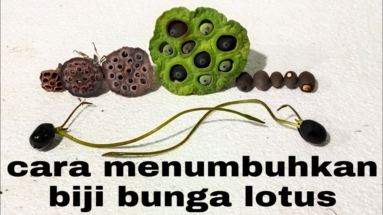 Cara menumbuhkan biji lotus yang benar dan cara memilih biji yang bagus ...