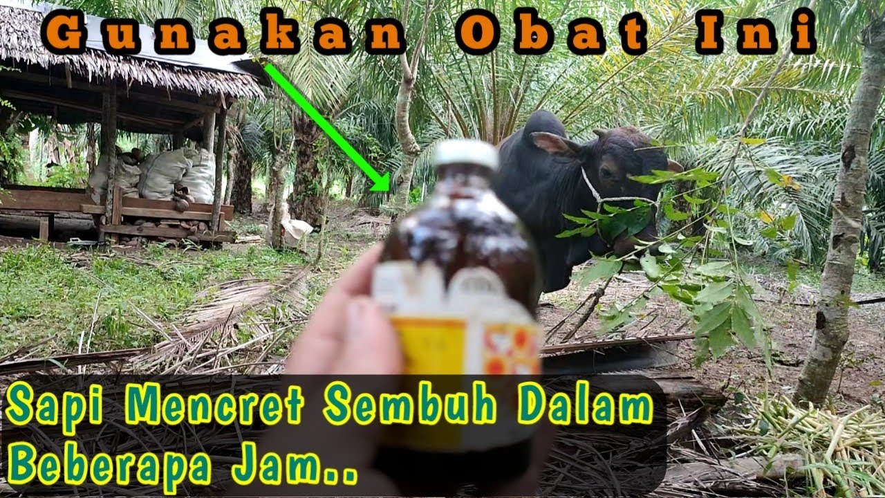 Sapi Diare/Mencret Ini Solusinya Buktikan Sendiri... - YouTube