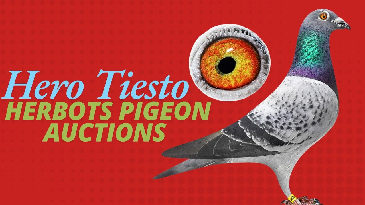 Super Breeder Racing Pigeon Born out From Top Class Pair For Sale In ...