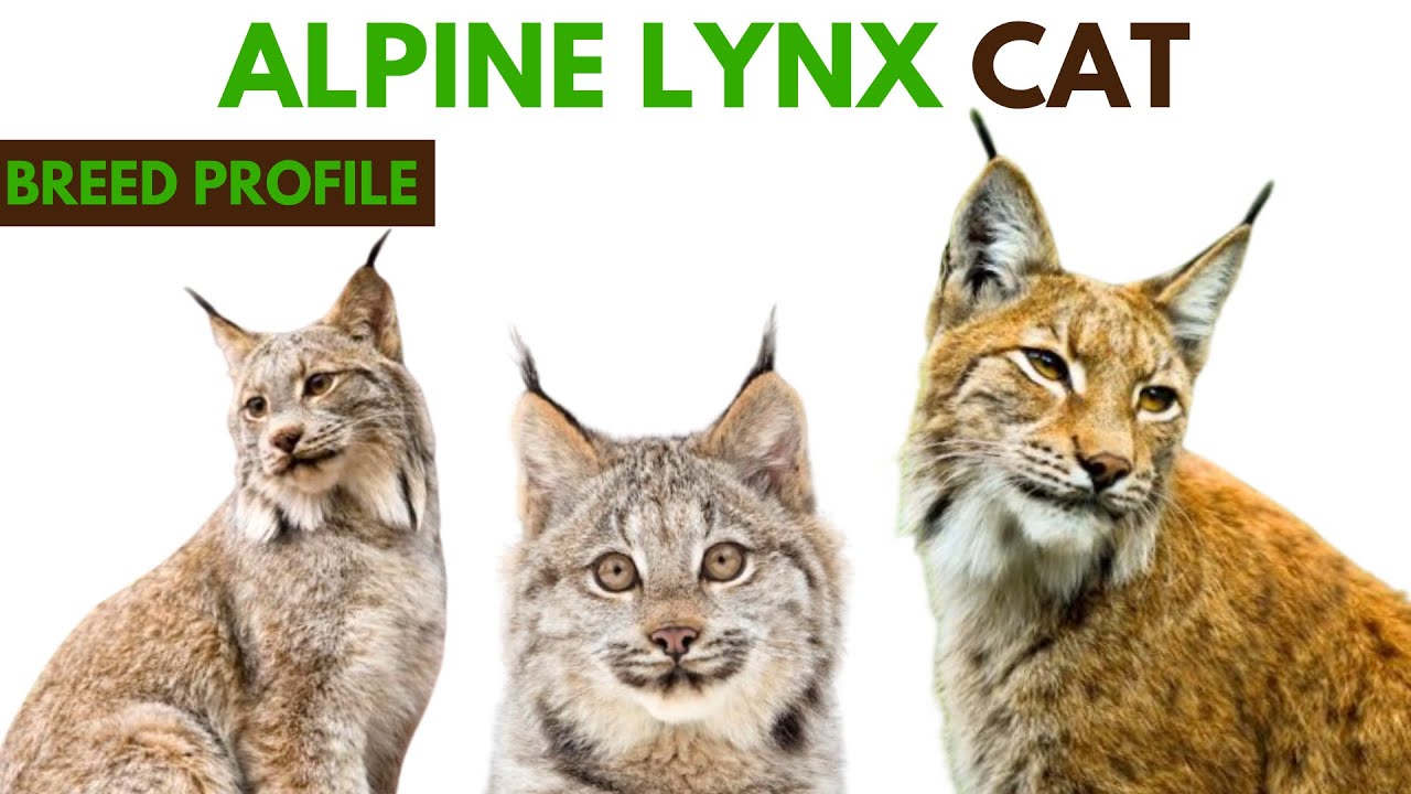 Alpine Lynx Cat Breed Profile History - Traits - Price - Alpine Lynx ...
