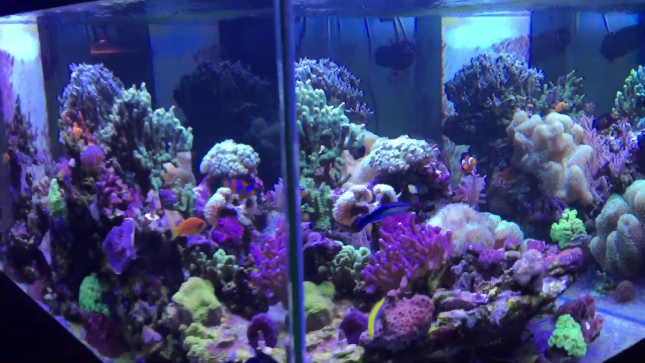 Side view of my fish reef tank - morski akvarijum - YouTube