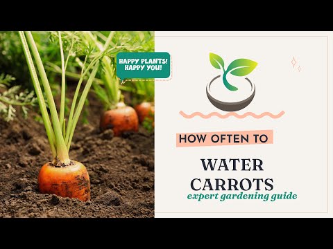 How Much Water Do Carrot Plants Need