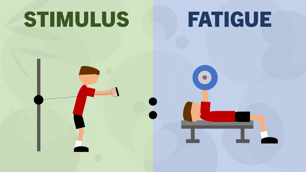 Stimulus-to-Fatigue Ratio for Hypertrophy - YouTube
