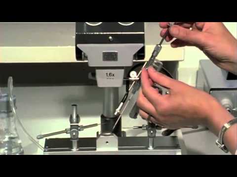 Inseminare artificiala matca --- Artificial insemination of queen bee ...