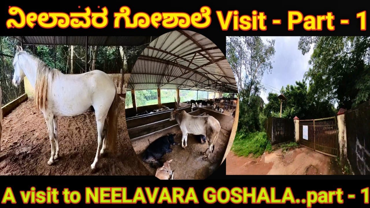A visit to NEELAVARA GOSHALA... part- 1. ನೀಲಾವರ ಗೋಶಾಲೆ Visit... Part-1 ...