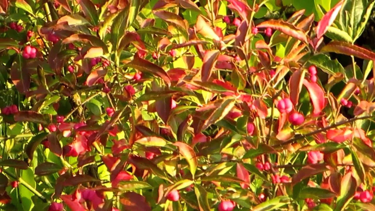 Dingle Dangle Tree (Euonymus planipes) - YouTube