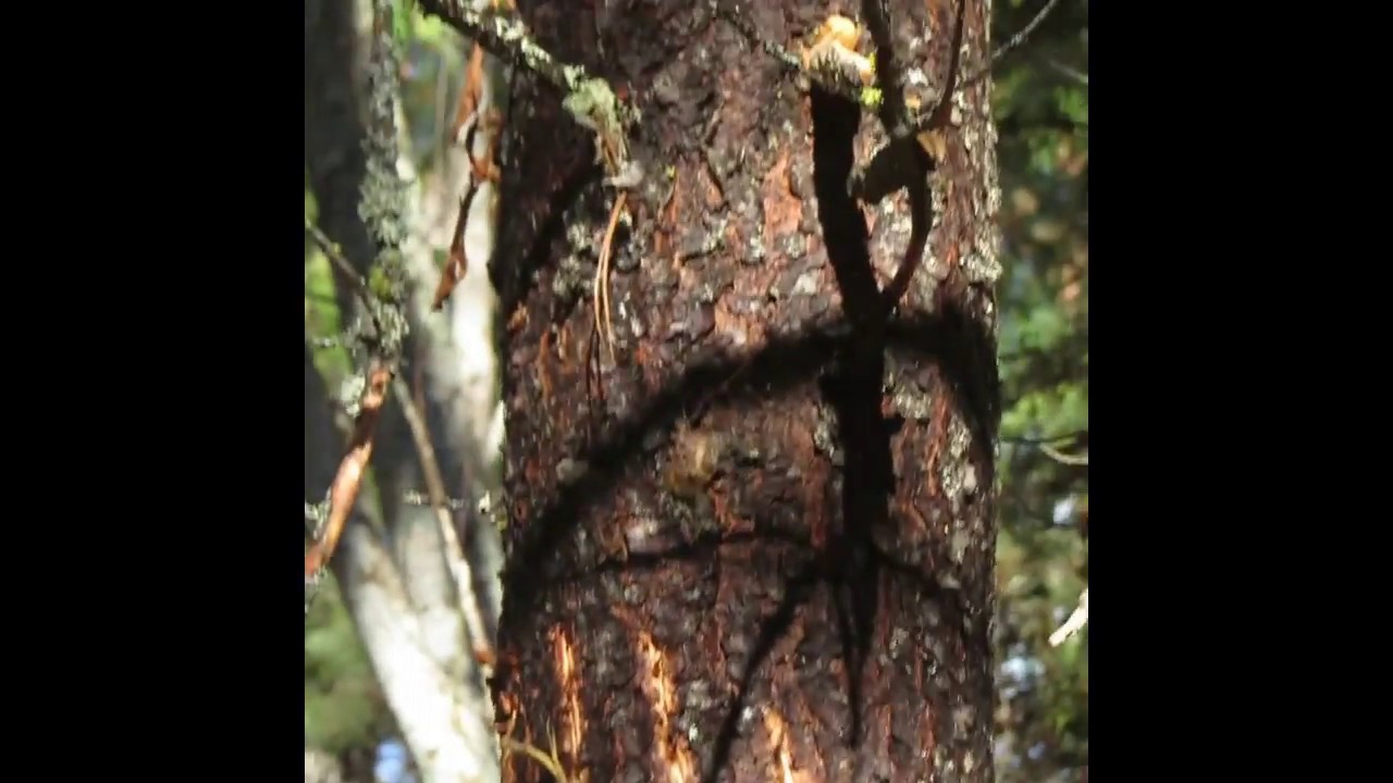 BEAR CLAWS TREE - YouTube