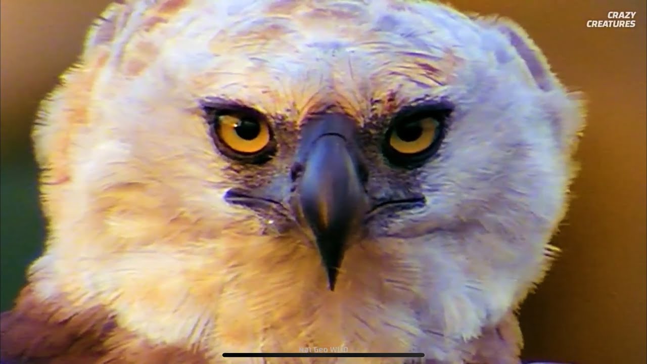 Harpy Eagle - The Powerful King of the Rainforest" - YouTube