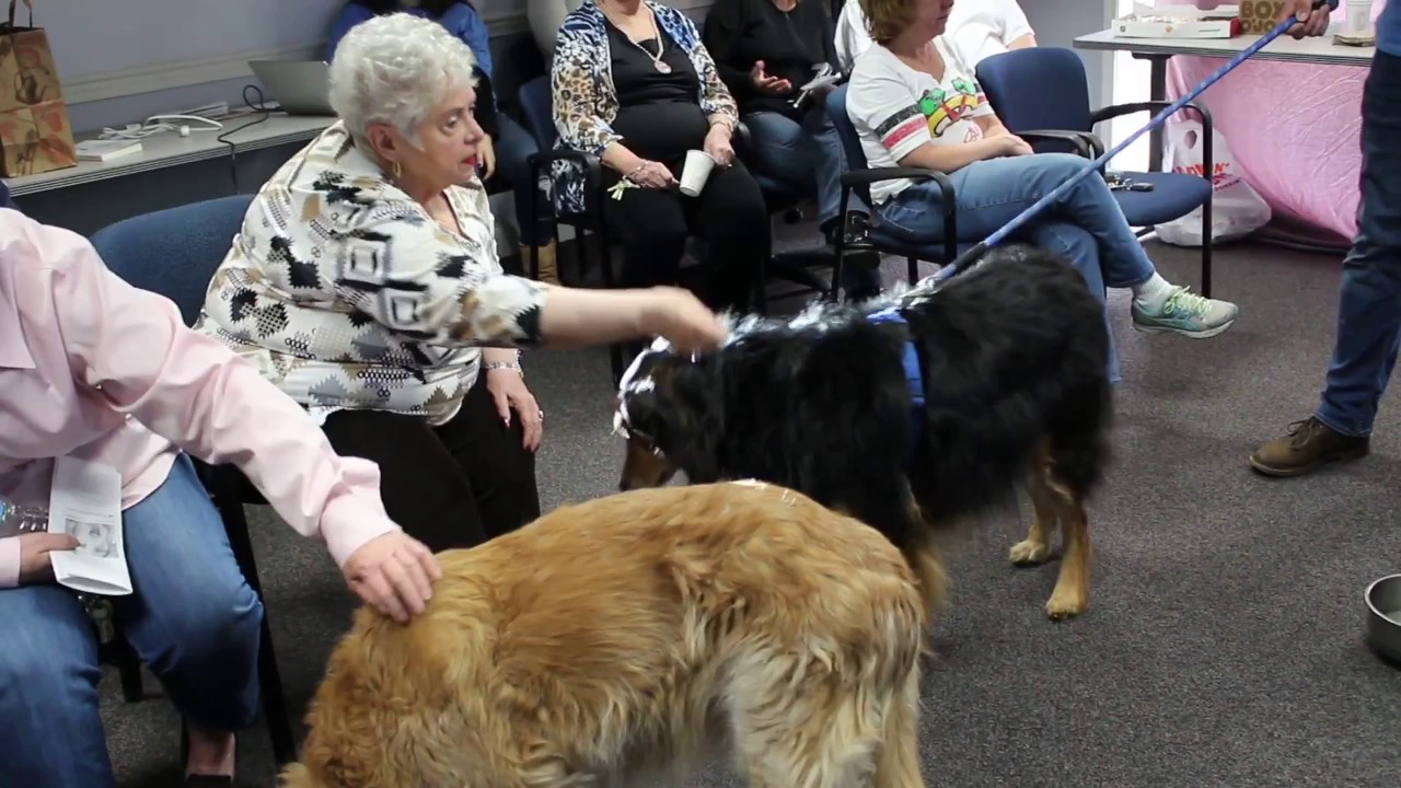 West Suburban Humane Society Commercial - YouTube